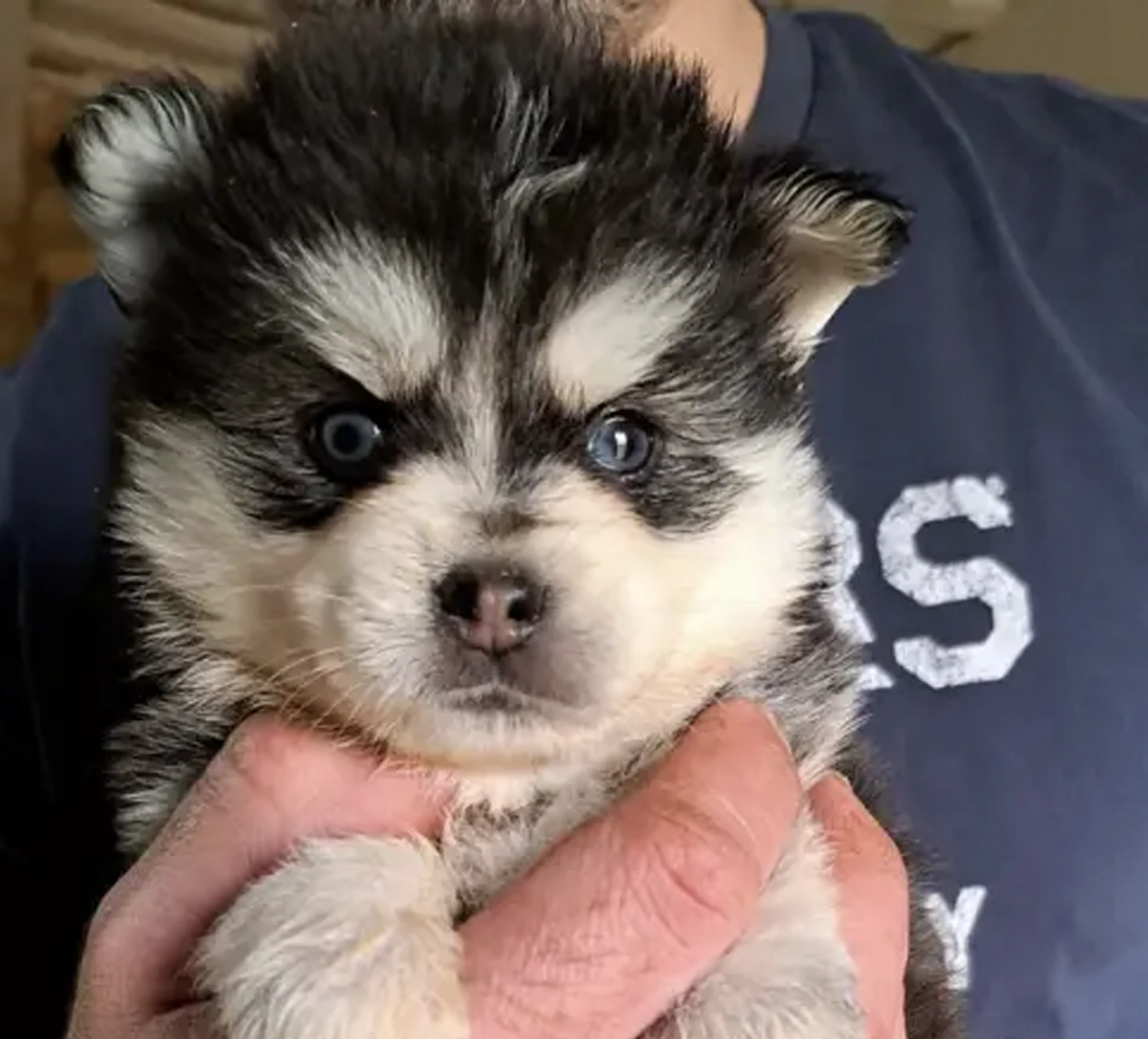 Cachorros Pomsky - Can Casica